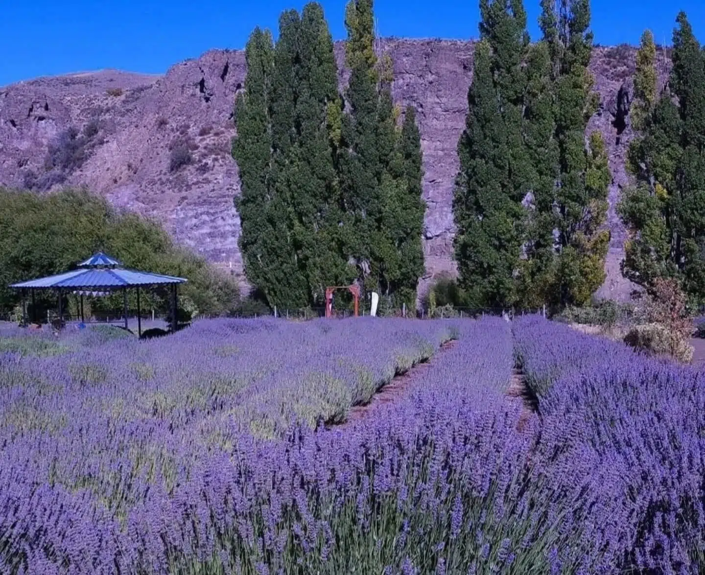 Imperdible: se viene el Festival de la Lavanda en Río Negro