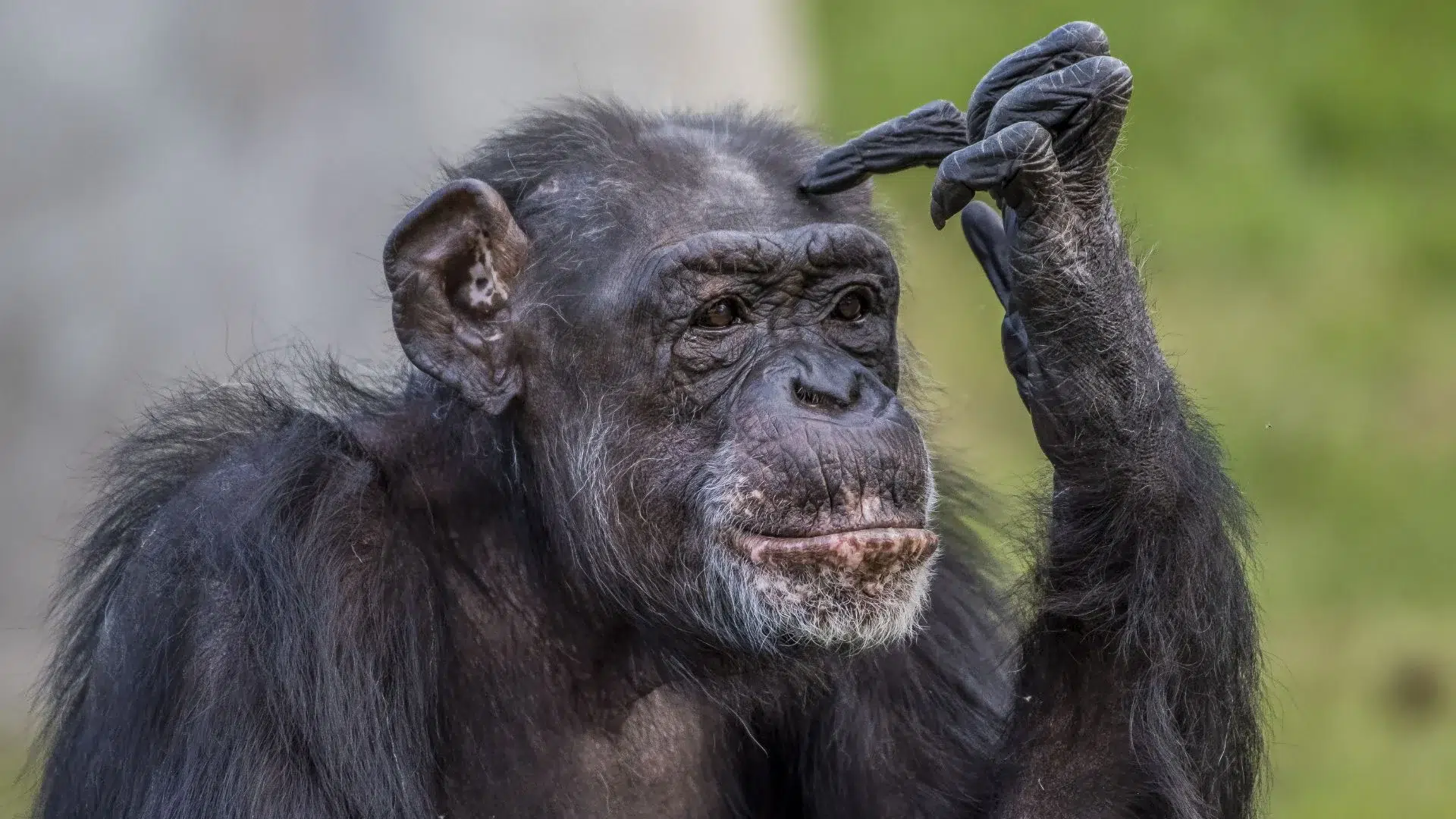 At 49, Ai the chimpanzee, who revolutionized the study of primate ...