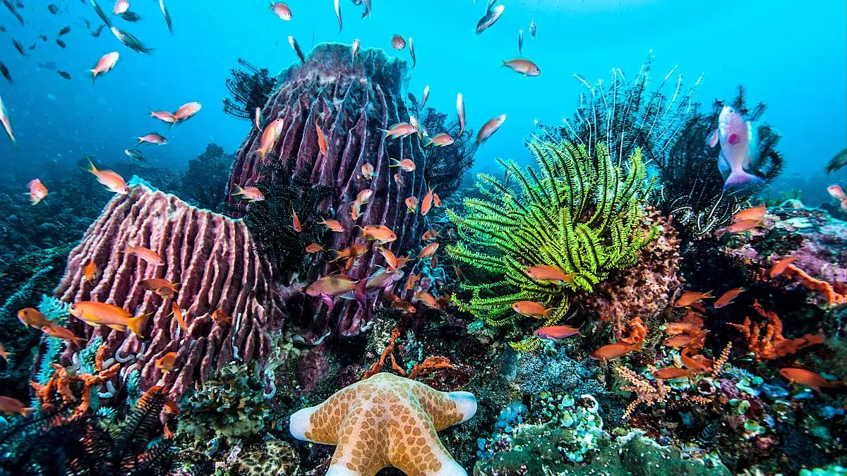 Restoring coral reefs could increase fish production by up to 50% in ...