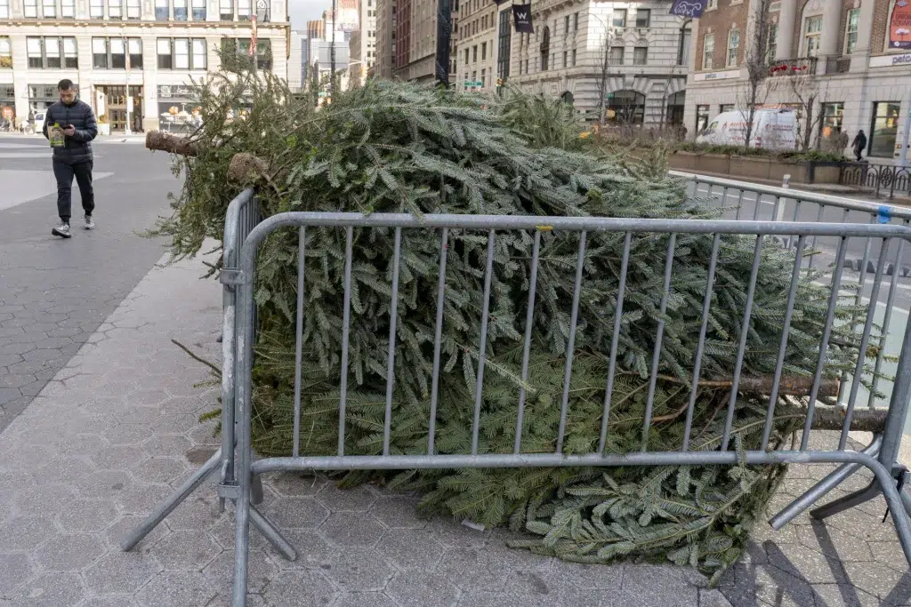 New York recycled over 50,000 Christmas trees to nourish its parks: the ...