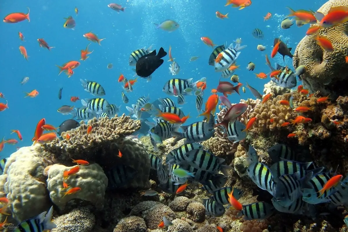 Seychelles bets on sexual reproduction of corals to create resilient ...