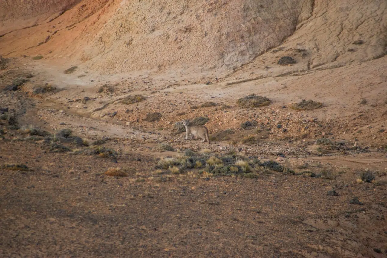 Puma season in Santa Cruz: responsible sightings and shared silences in ...