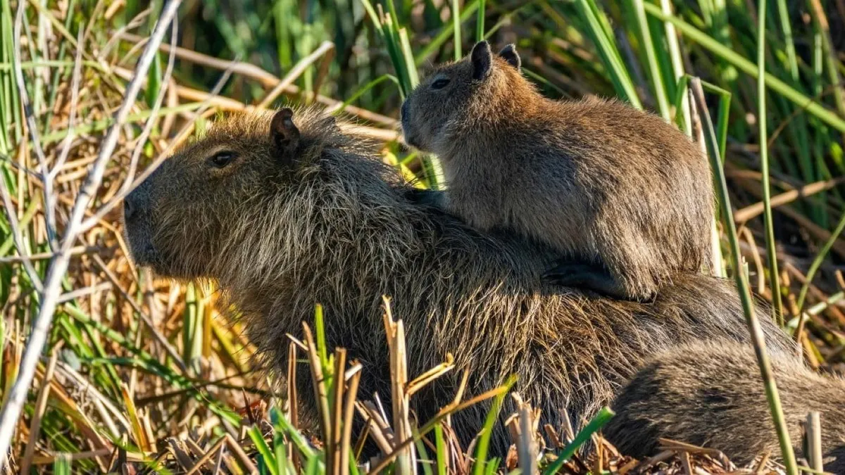 Capybaras in Nordelta: the progress of the pilot relocation of six ...