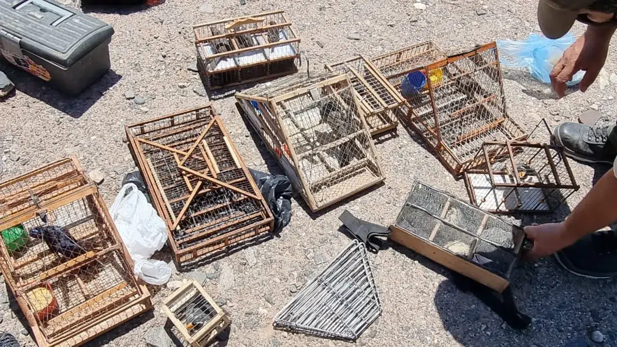 41 Protected Birds Rescued in San Juan: Operation Against Illegal ...