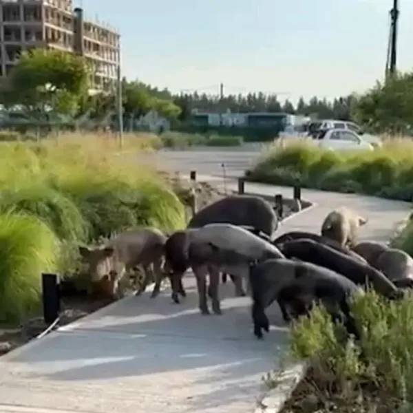 Nordelta and the displaced wildlife: wild boars appeared amid the ...