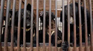 South Korea announced the end of bear bile farming, though hundreds ...