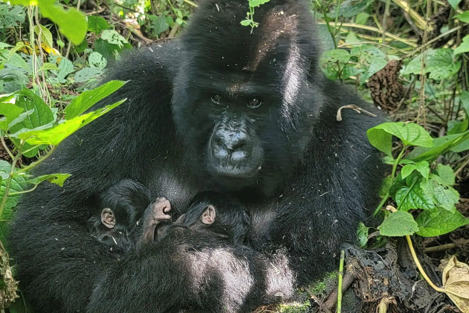 Hope in the Congo: Mountain Gorilla Twins Born in Virunga, an ...