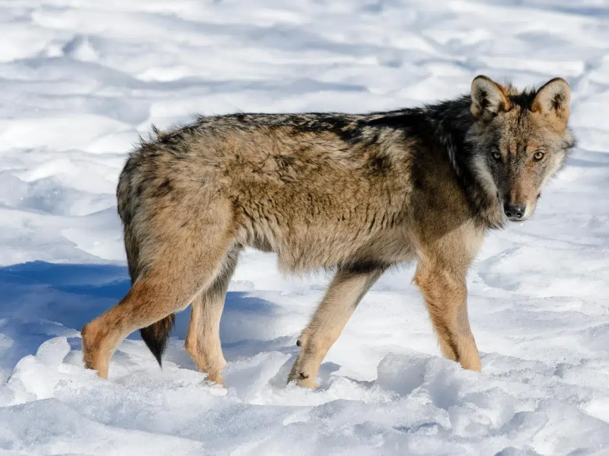 Italy debates coexistence with wolves: urban sightings, airport closure ...