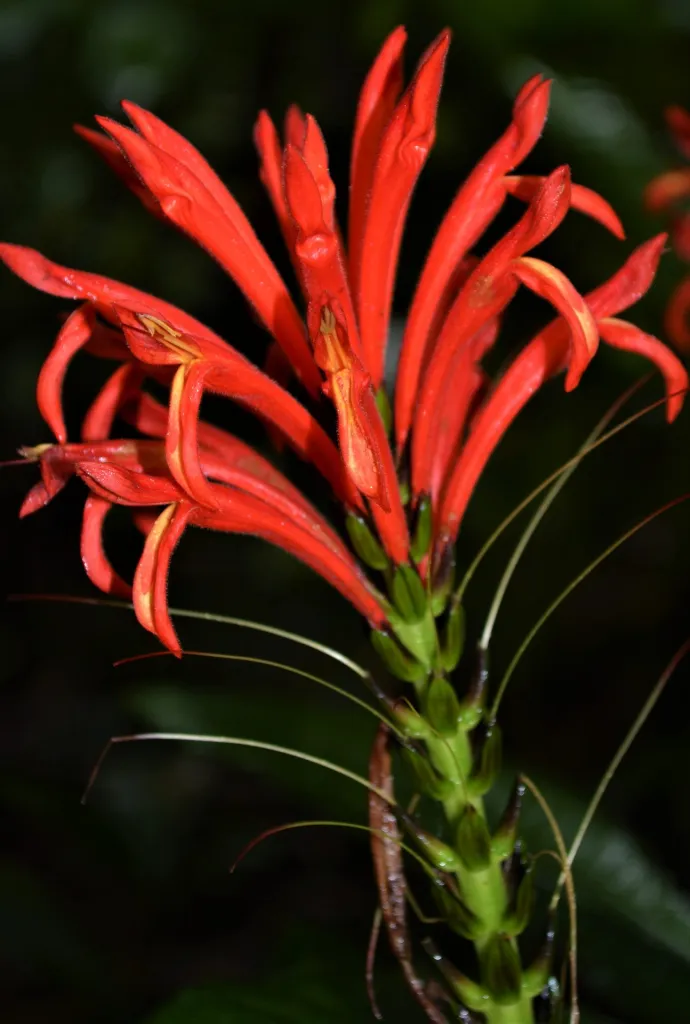 Over 190 new species discovered in 2025 reveal the planet's hidden ...