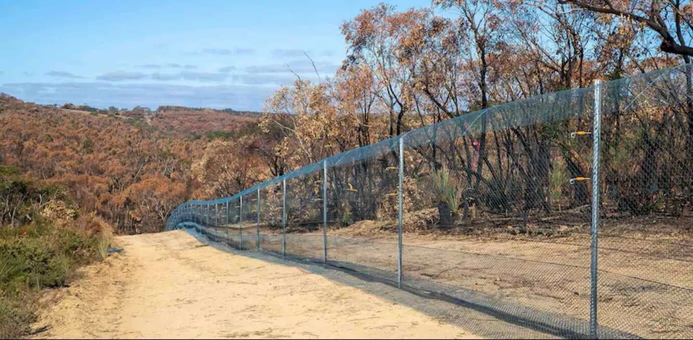 The case of Kangaroo Island and how a predator-proof fence allowed the ...