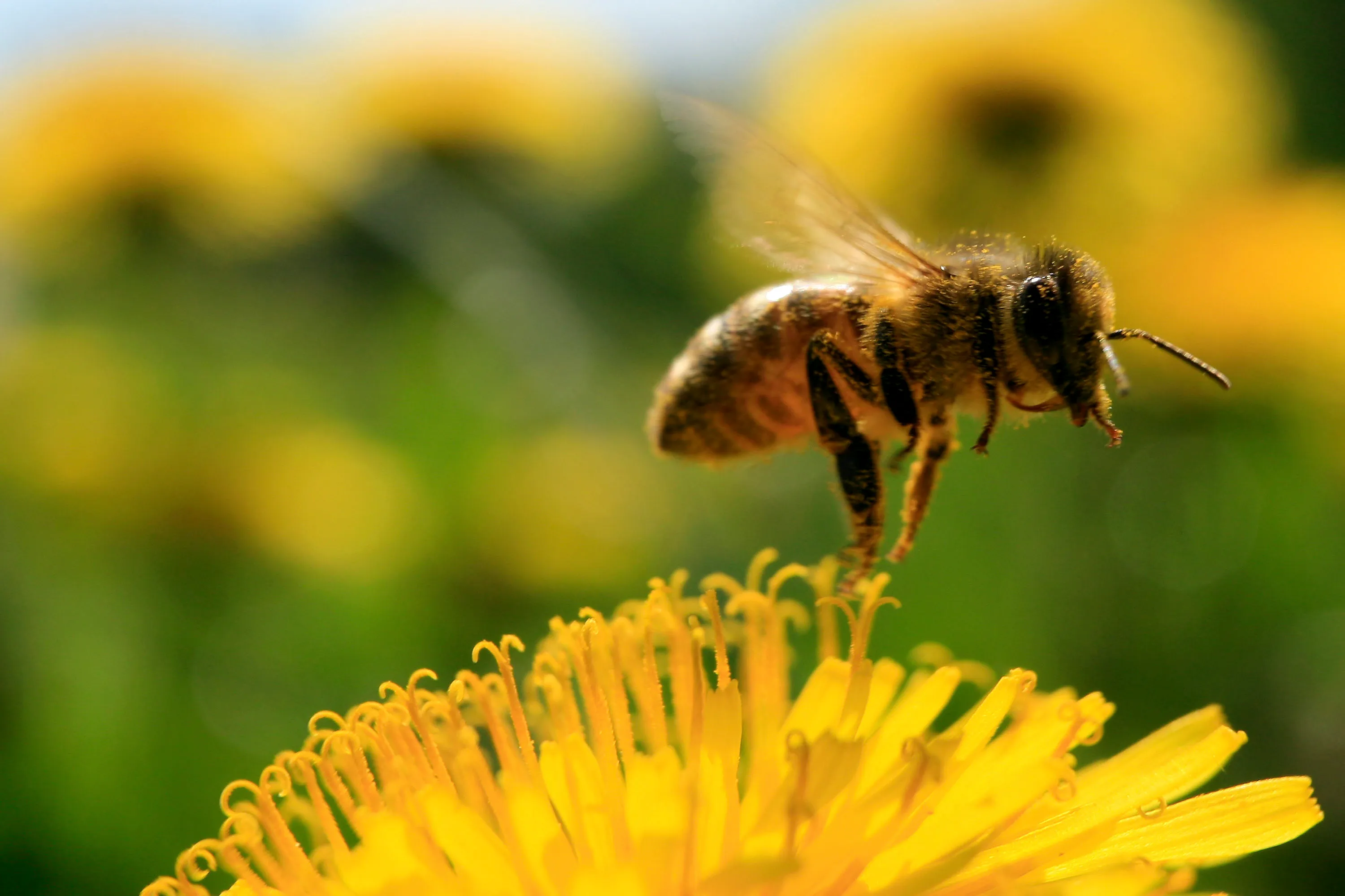 Bees reveal urban environmental health: their microbiome reflects the ...