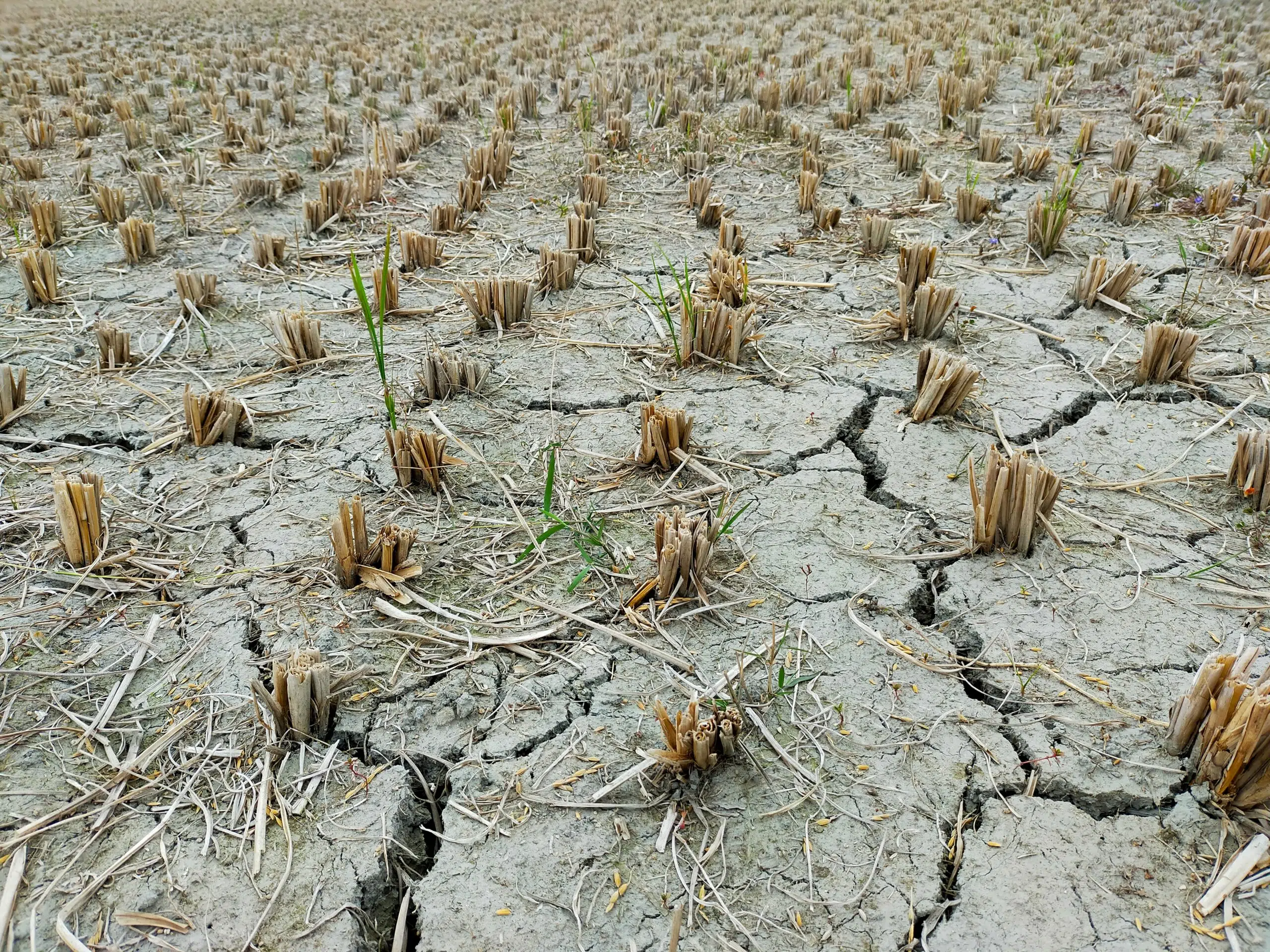 Drought in Patagonia is a concern: the dramatic INTA report on the 15 ...