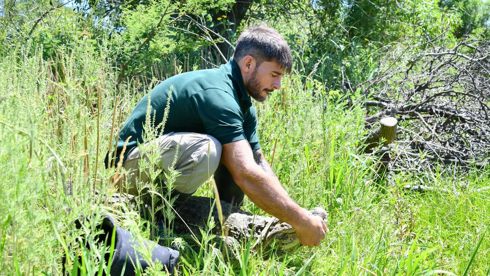 Santa Fe: "Ricardito", ein gerettetes Krokodil, nach mehr als zehn ...