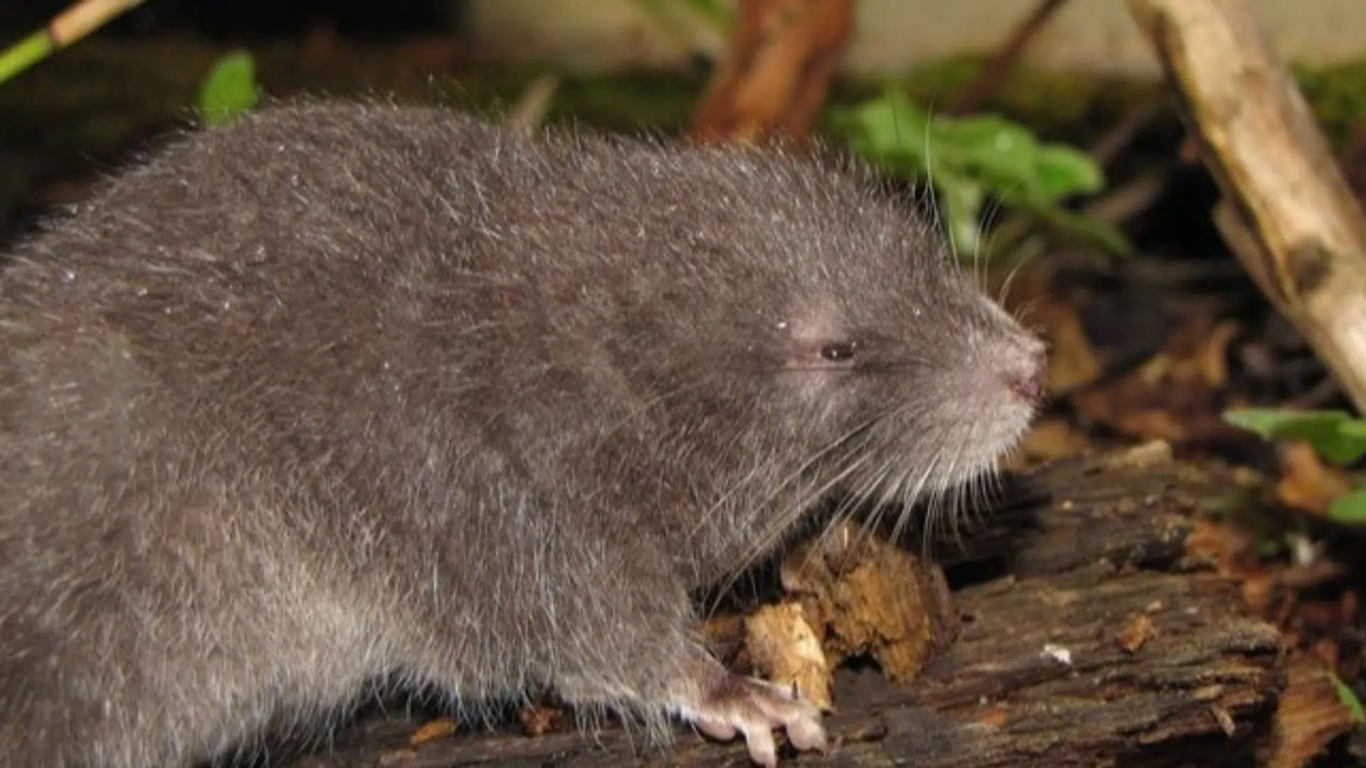 Nueva especie de roedor semiacuático descubierta en Perú