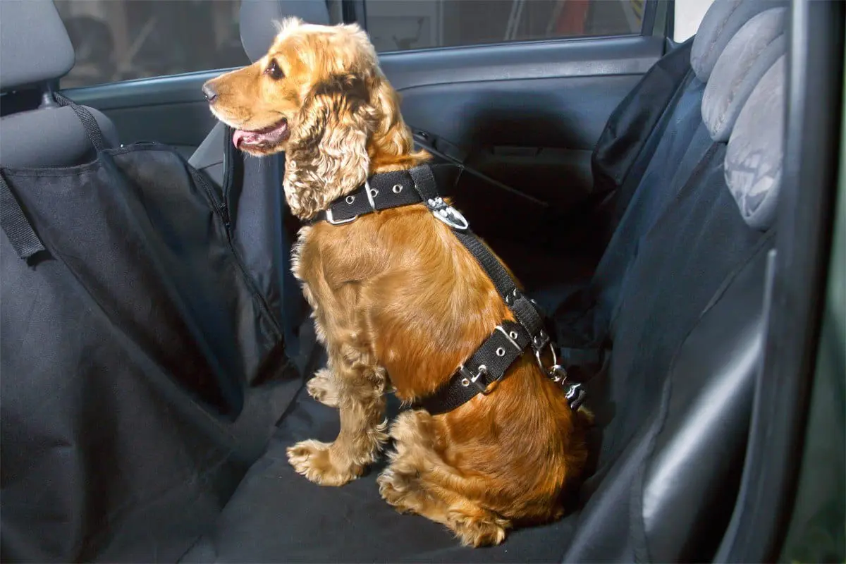 Transporting animals in vans or without restraint is illegal: a common ...