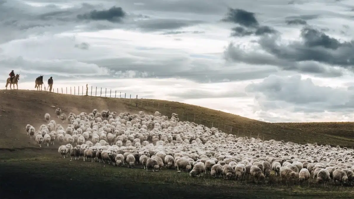 Patagonia seeks to balance conservation and production in the face of ...