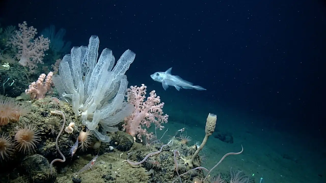 The Ocean Census project discovers over a thousand new marine species ...
