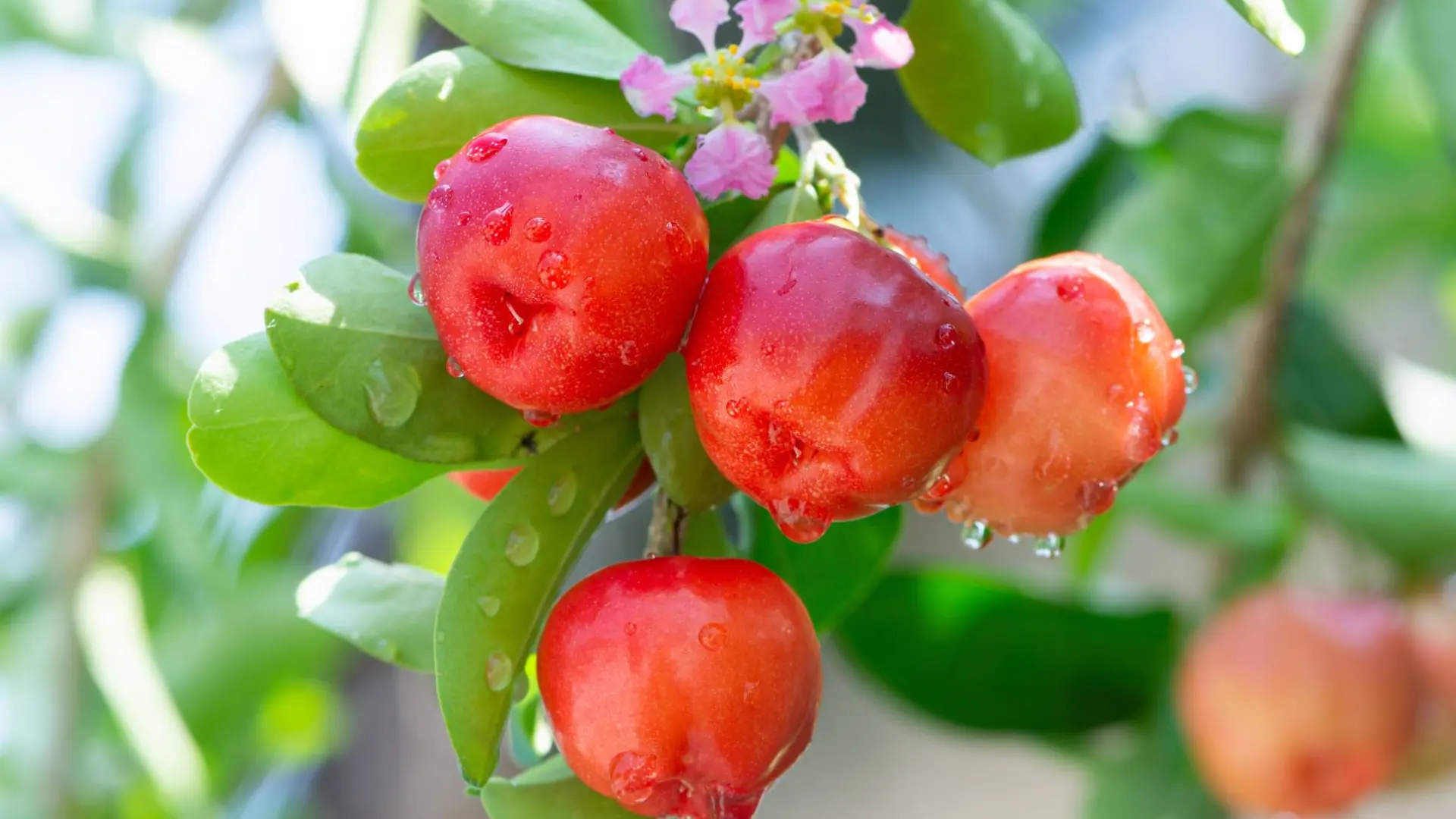 Eco-friendly hydrogel to protect fruits and reduce food waste: a ...