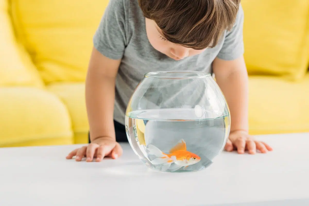 Goldfish: a household pet that can become an invasive species for ...