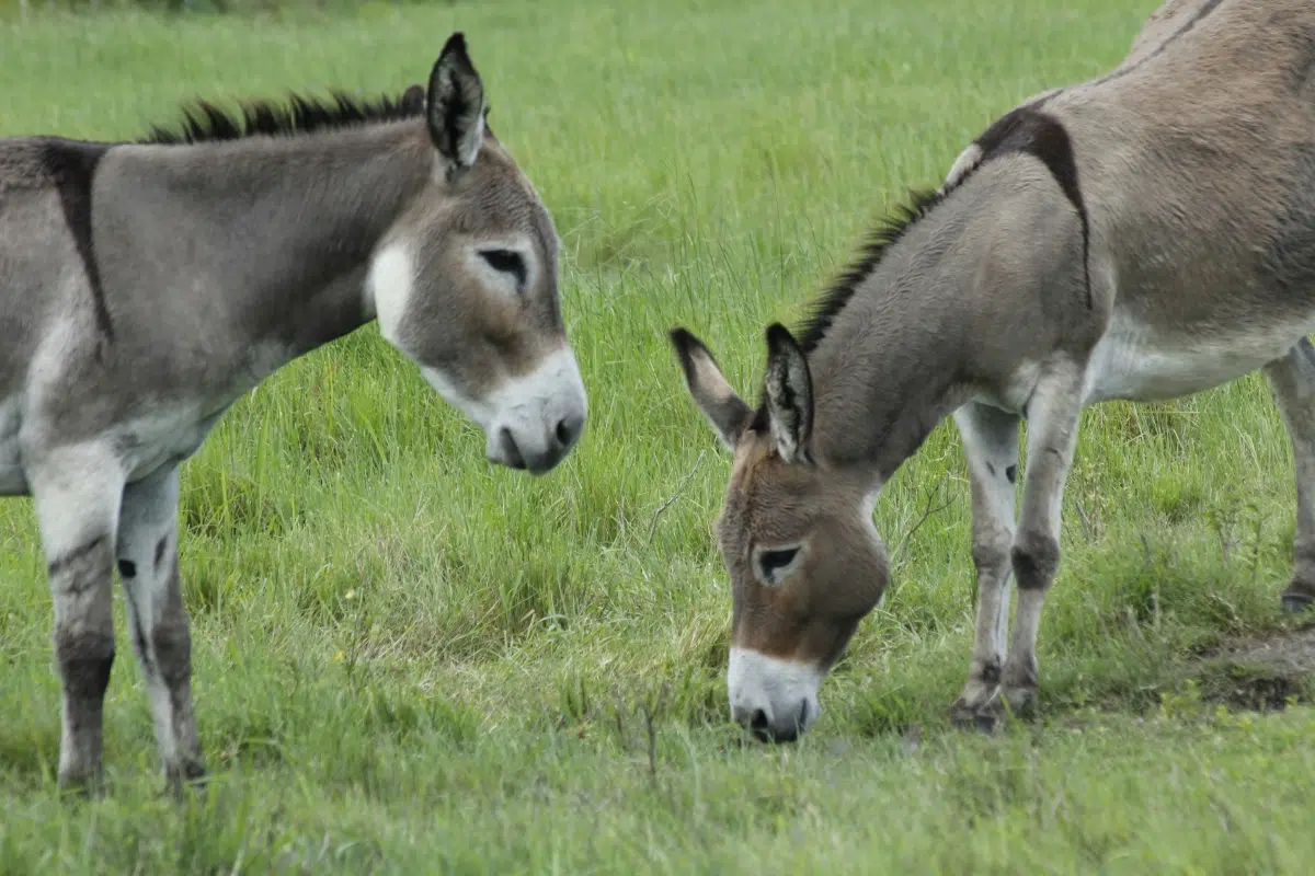 Venda de carne de burro em Chubut: SENASA negou a autorização para a ...