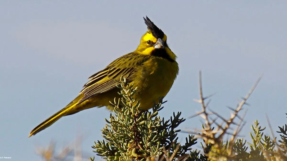 Río Negro: yellow cardinals rescued and efforts strengthened against ...