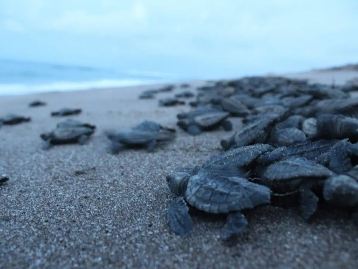 Over 600 sea turtle nests underscore the importance of conserving ...