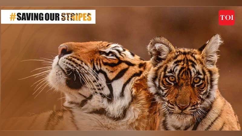 ‘Saving Our Stripes’ कैंपेन के लिए समीर जैन ने TOI की टीम को सराहा, कही ...