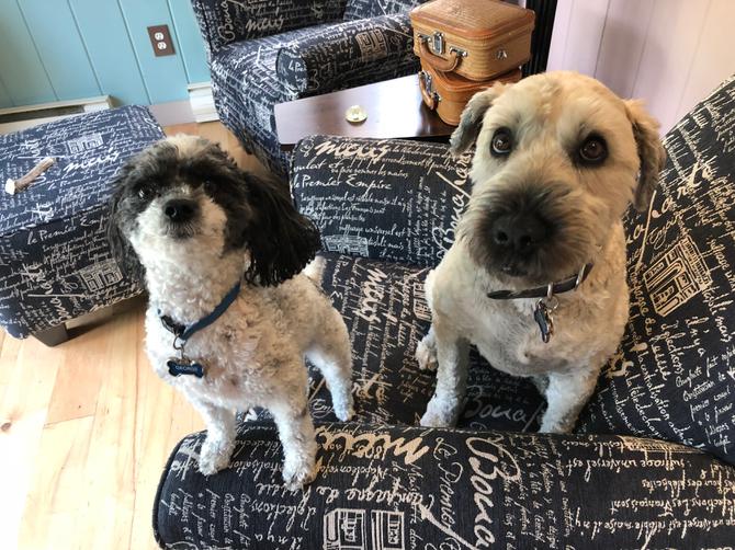 Is There Medication For Aggressive Dogs