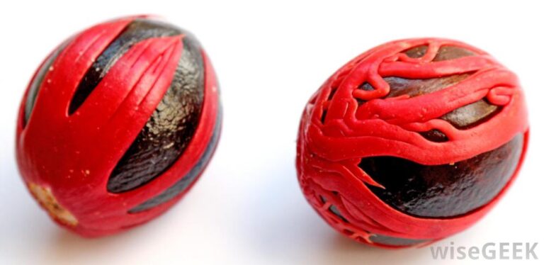 A Tale of Two Spices: Nutmeg and Mace - Chefs OOkul