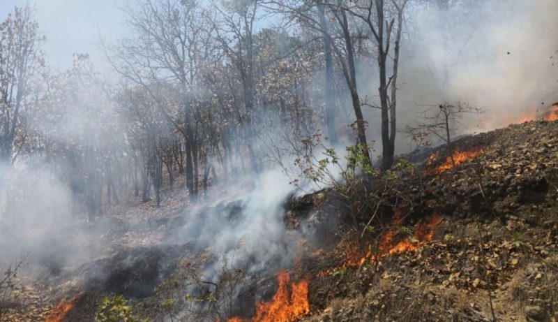 Un Total De 10 Incendios Forestales Se Encuentran Activos En El Estado
