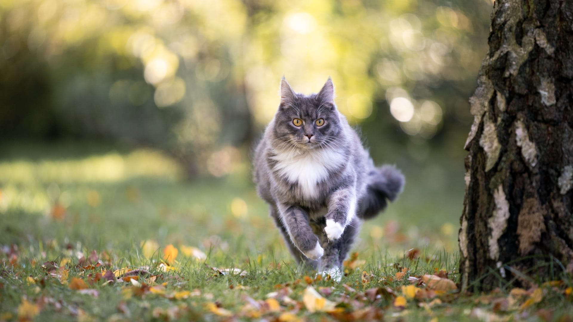 The Salmon Secret to Shiny Feline Fur – Addiction Singapore