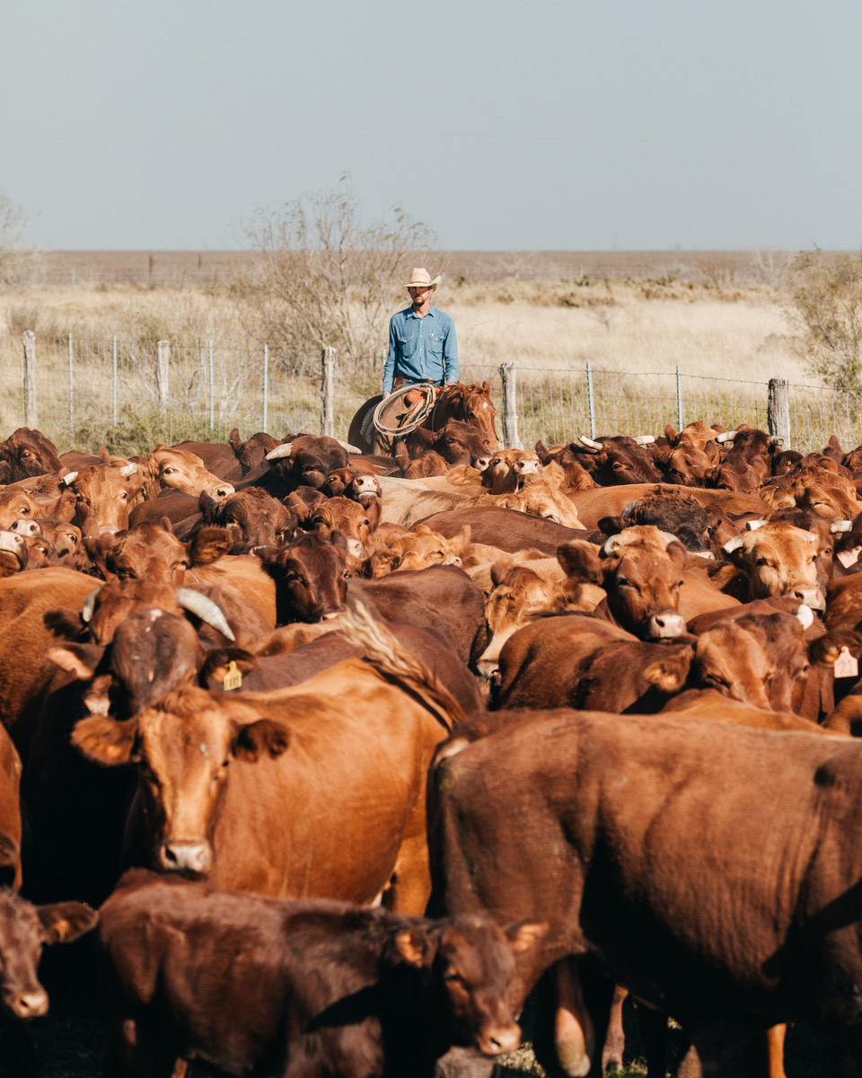 A Cattle Centennial – King Ranch Saddle Shop