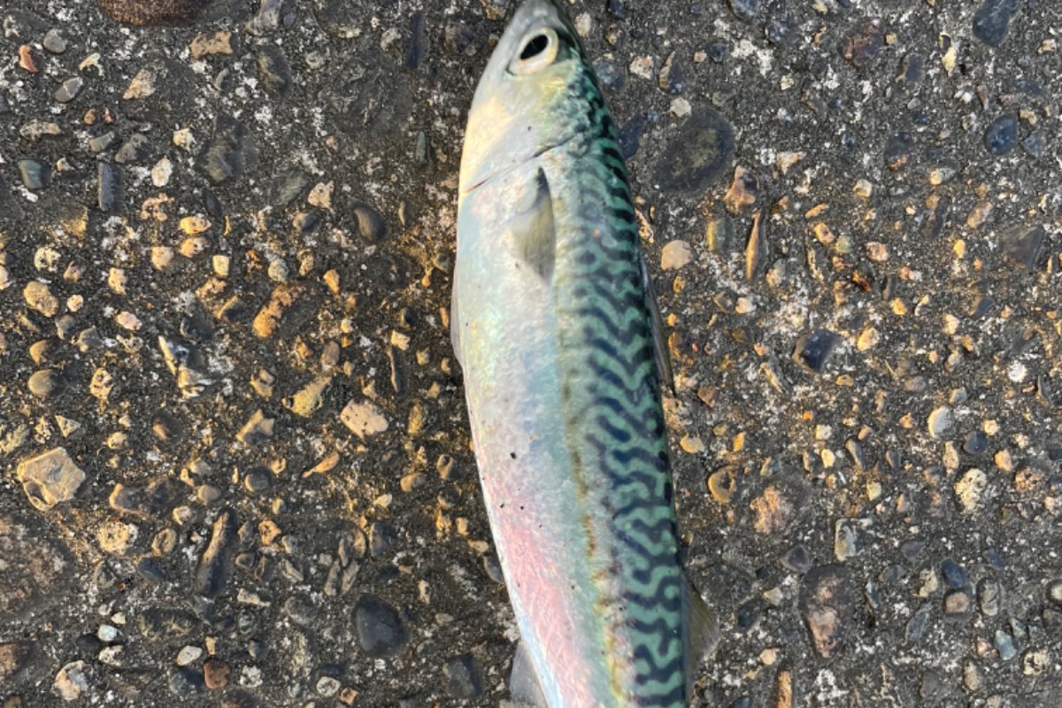 もっちーのオフィシャルサイト