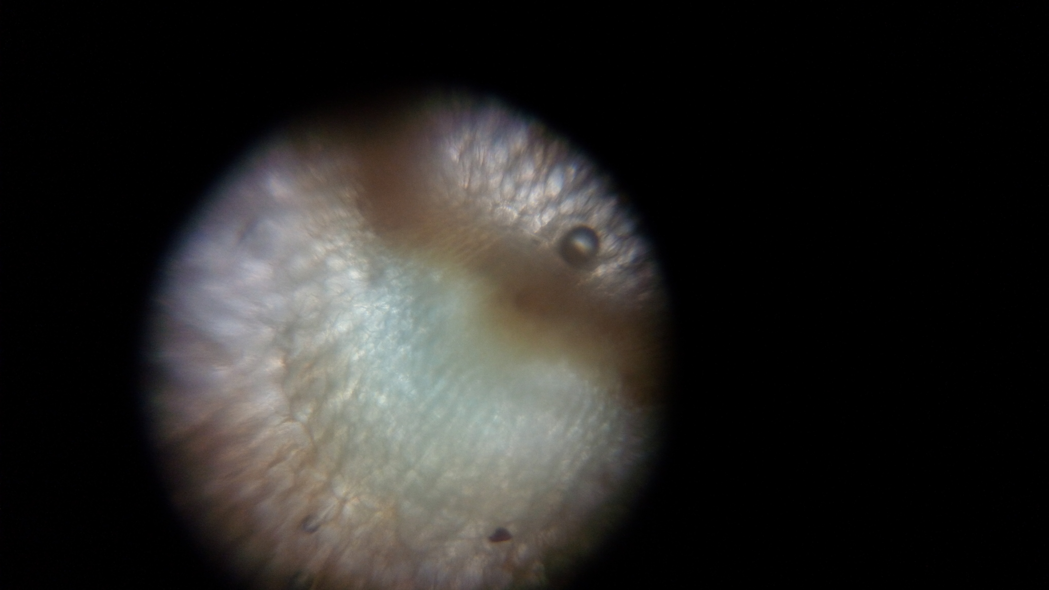 Root plasma membrane integrity was localized by EVANS BLUE staining ...