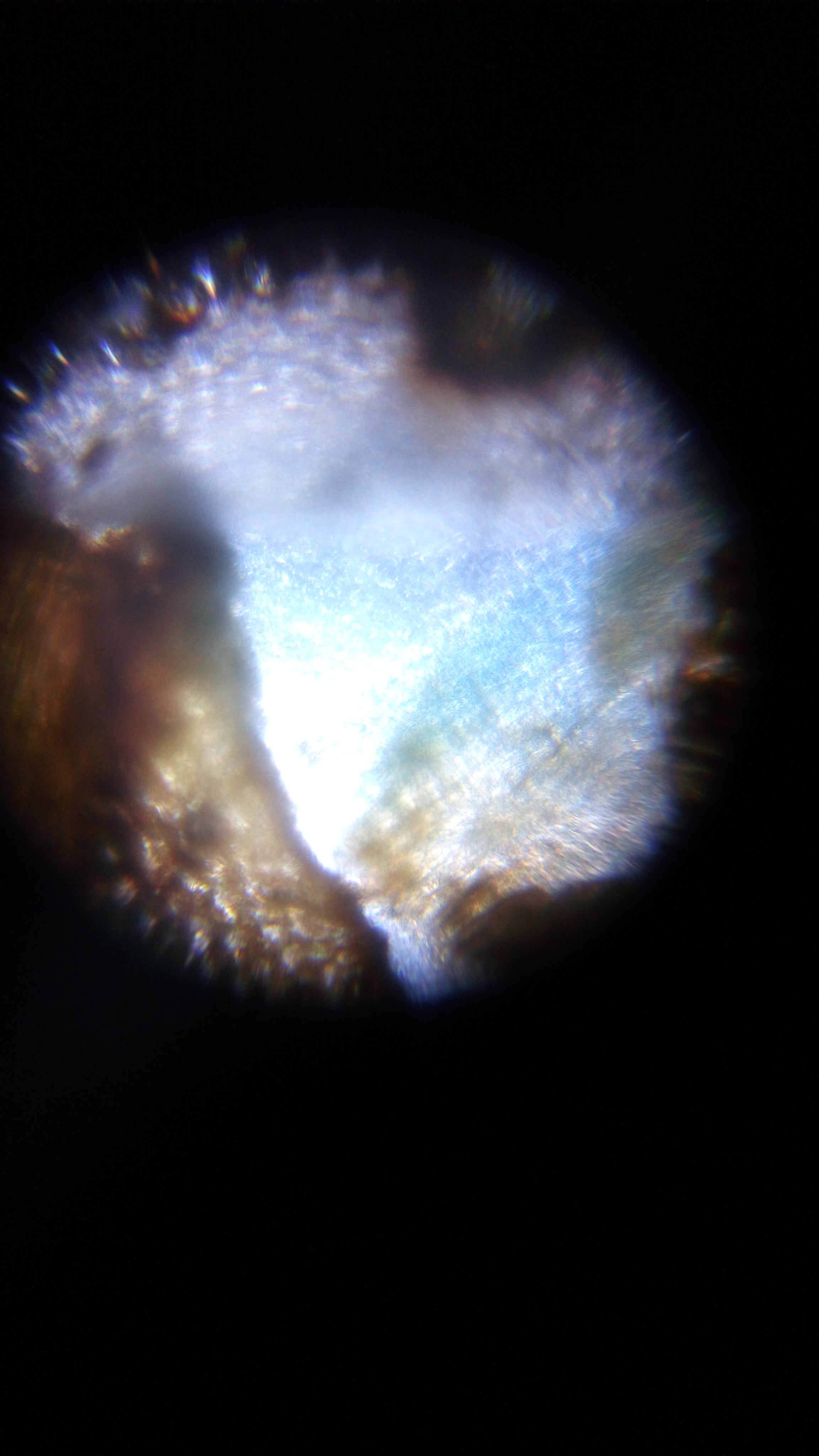 Root plasma membrane integrity was localized by EVANS BLUE staining ...