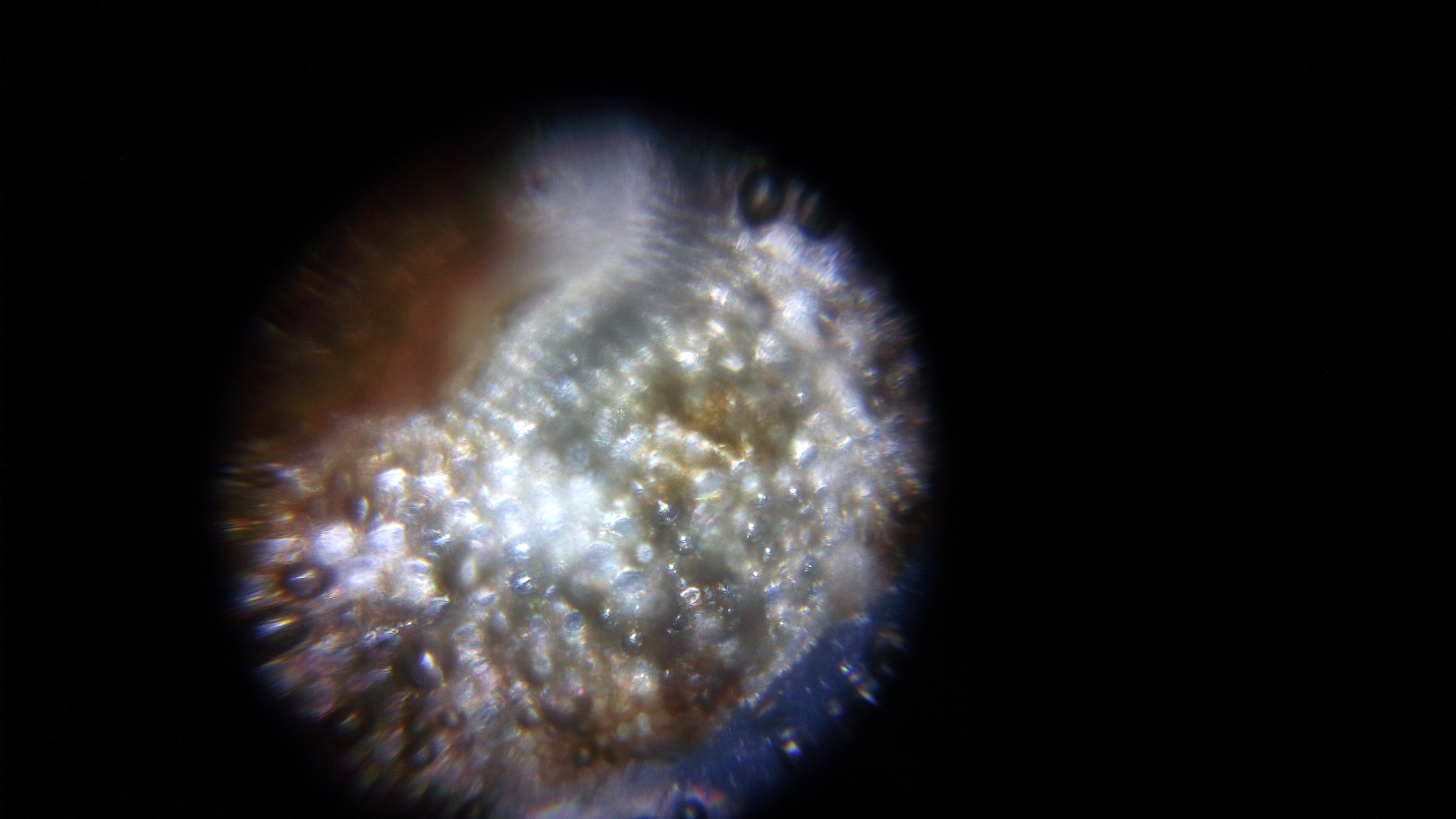 Root plasma membrane integrity was localized by EVANS BLUE staining ...