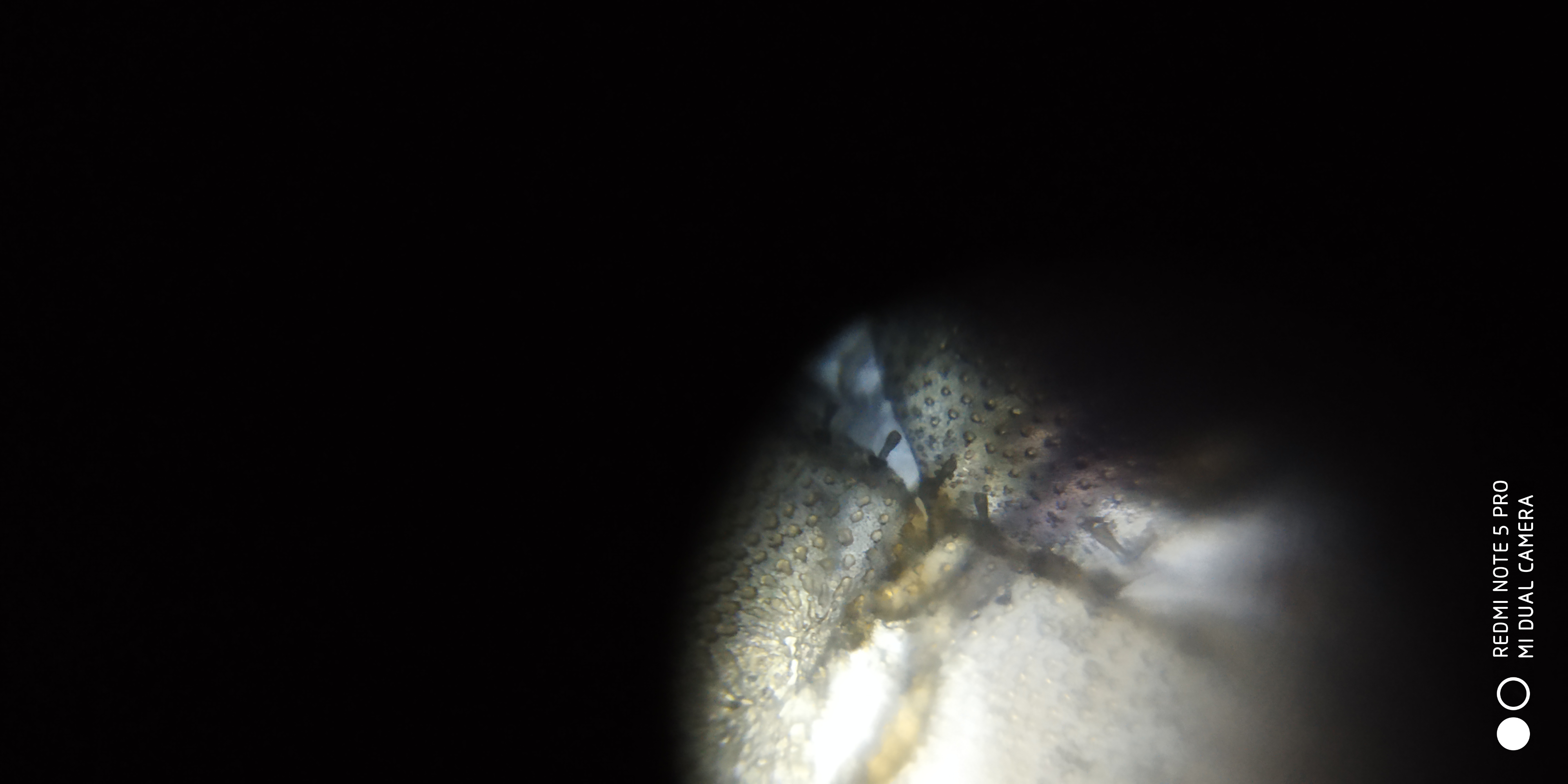 Arthropod Egg