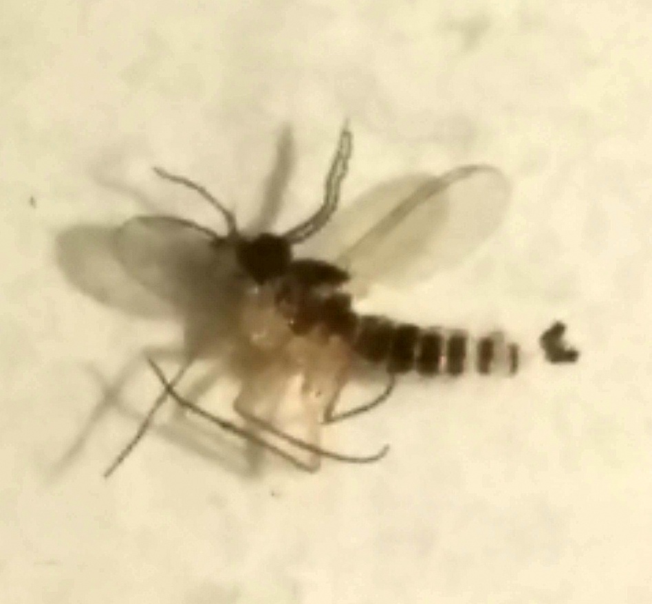 Two animals, a fungus and a houseplant — Part III The Fungus Gnat