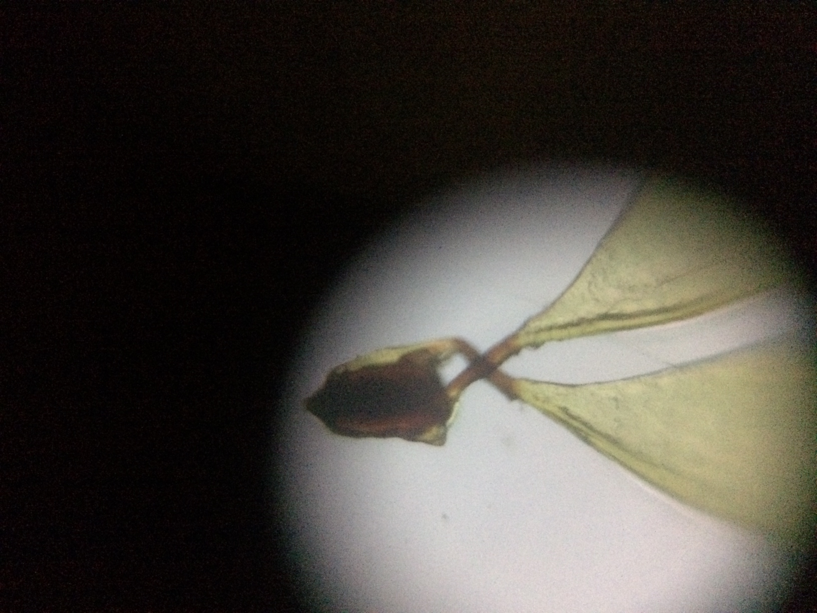 Pollinia of Calotropis under foldscope