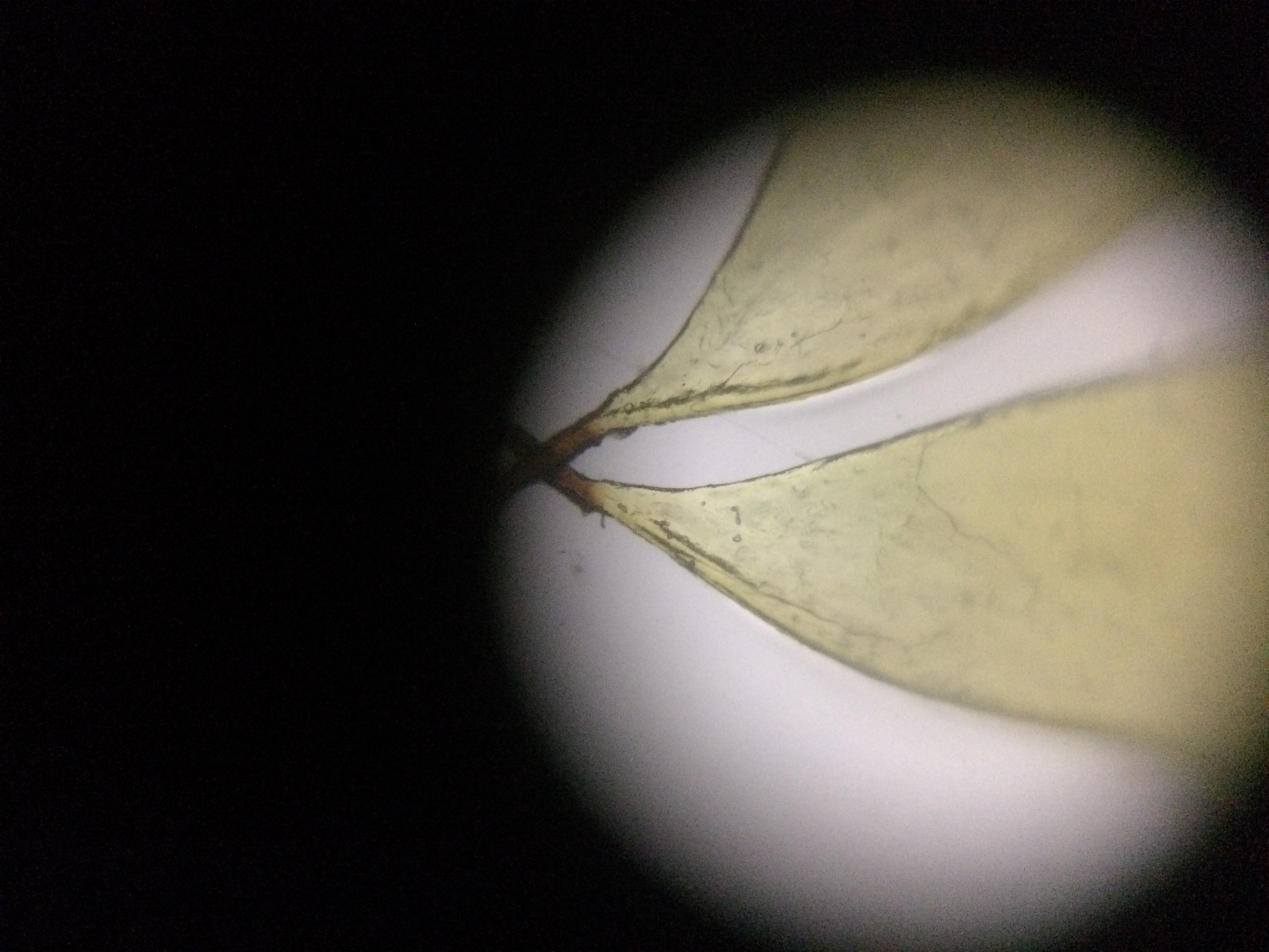 Pollinia of Calotropis under foldscope