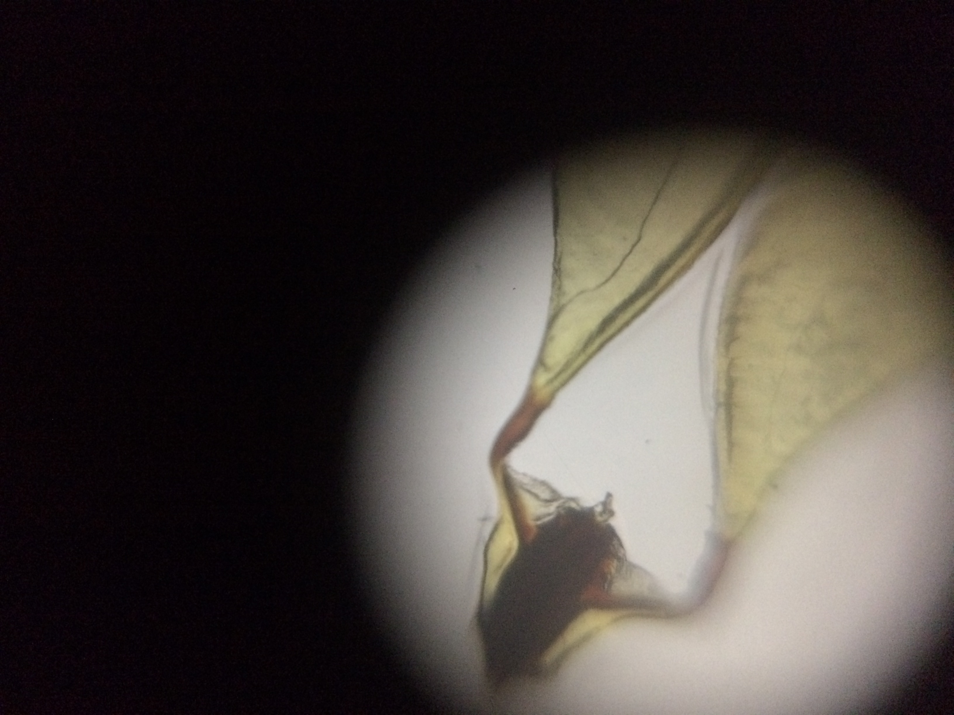 Pollinia of Calotropis under foldscope