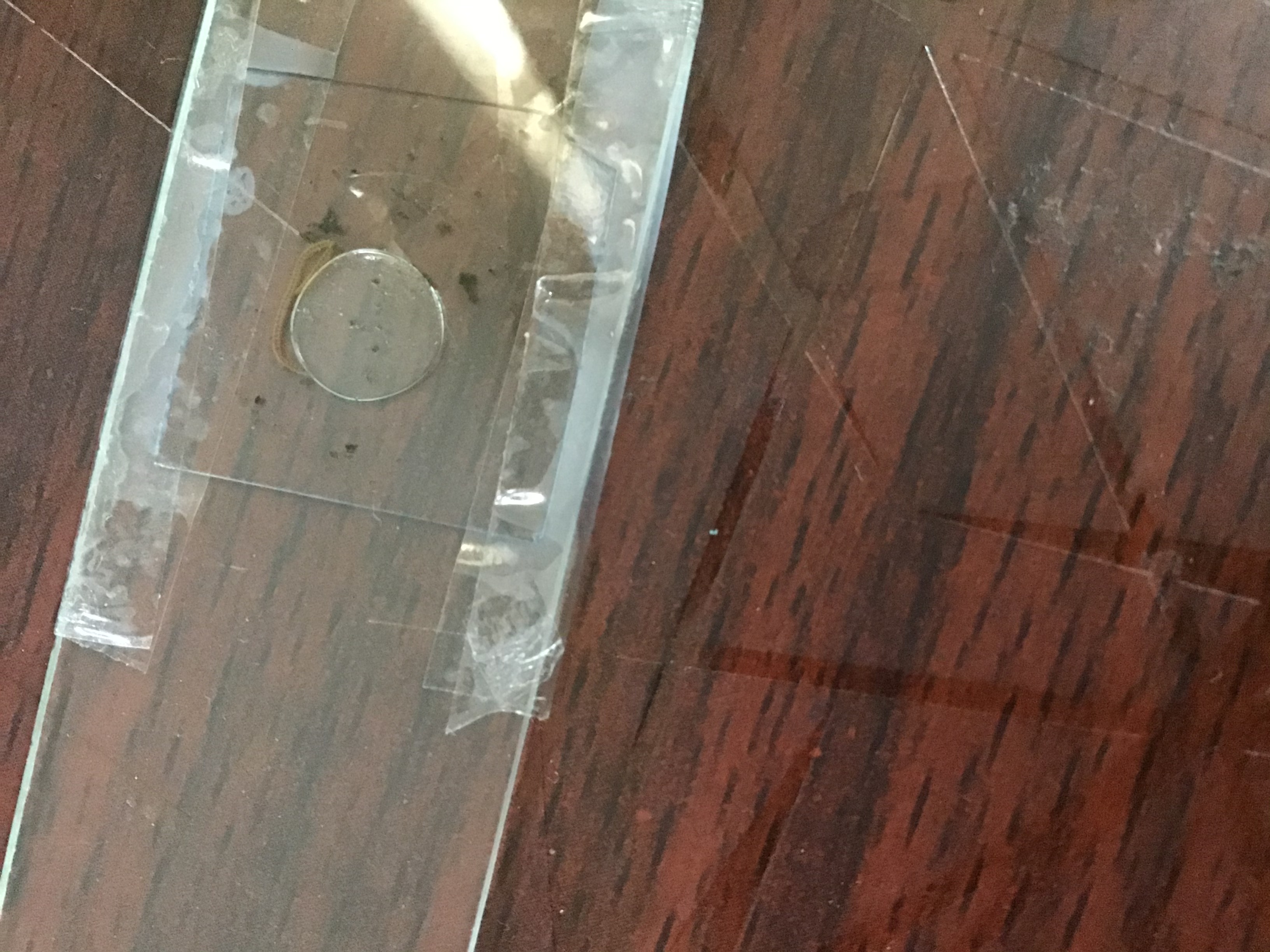 Wonder-worms in a pedestal pond