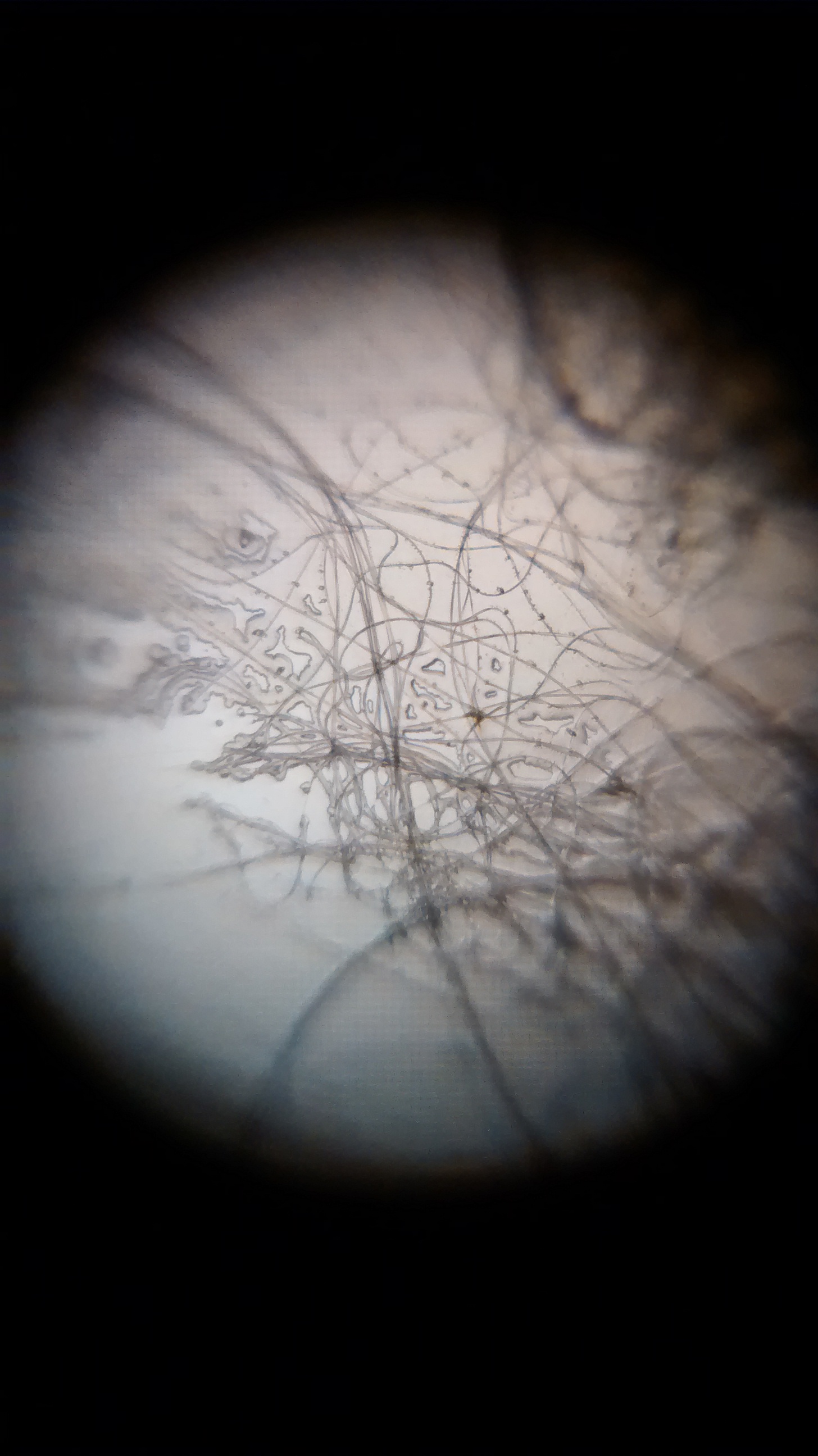 Foldscope calibrations and measurements – or pixels and spider silk