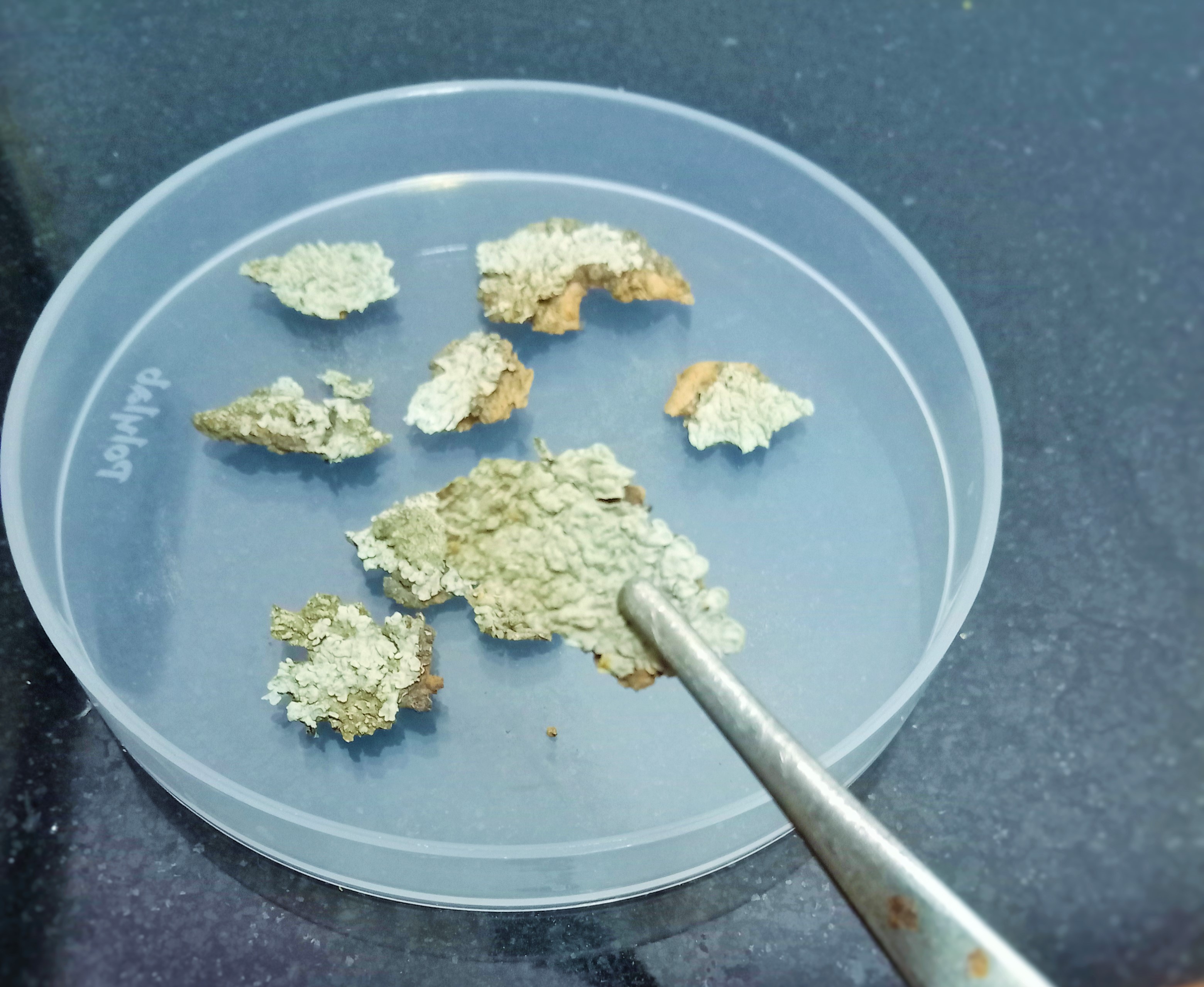 Foldscope, Tardigrade and The Himalayas Part 07