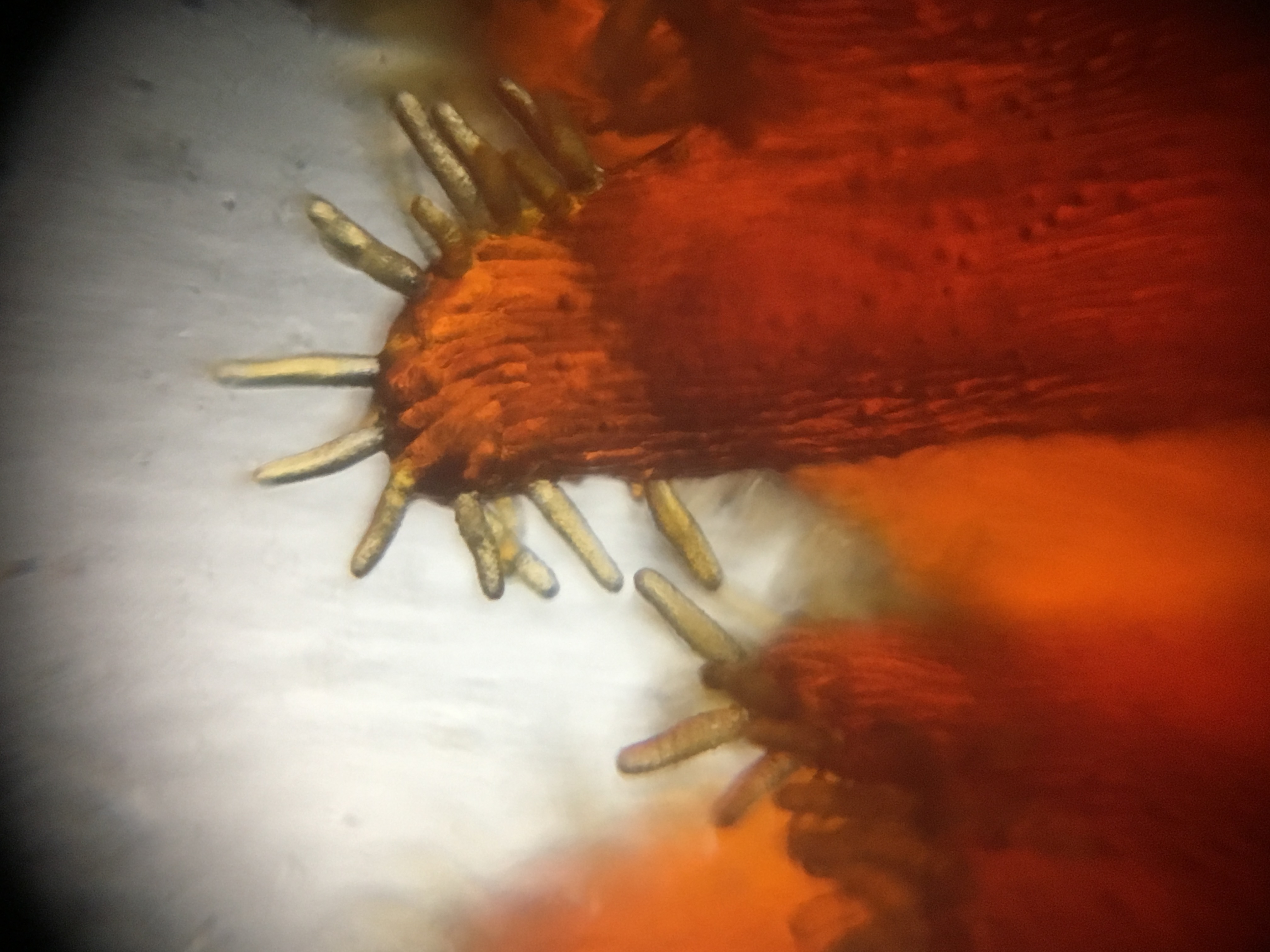 Saffron stigma observed under Foldscope