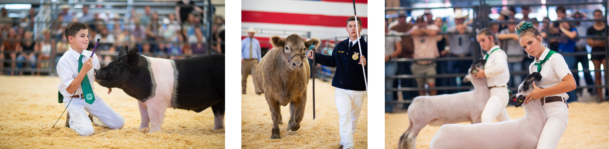 Livestock | California Mid-State Fair