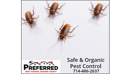 Preferred Pest Announces Innovative Winter Strategy Against Spiders and ...