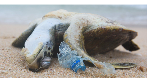 Save The Turtles: Plastic-Free Ocean Preservation Travel Initiative ...