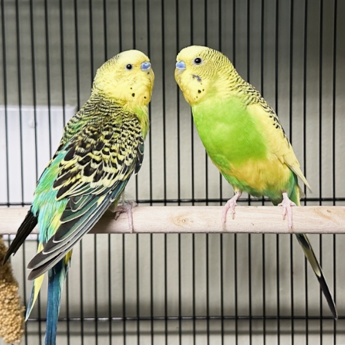 Birds available for adoption - Mochi's Treehouse