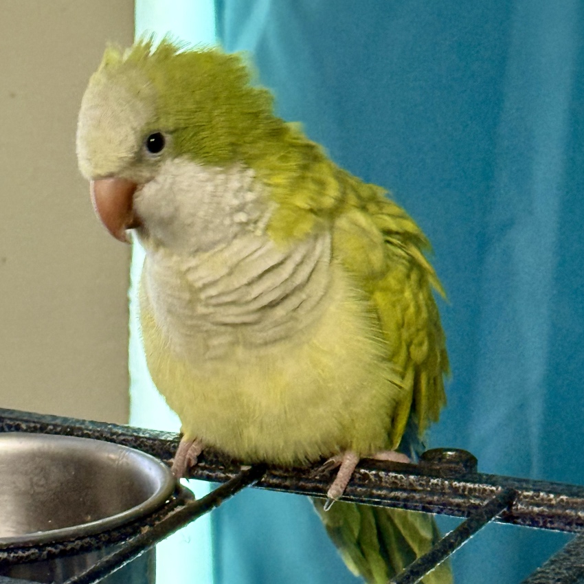 Birds available for adoption - Mochi's Treehouse